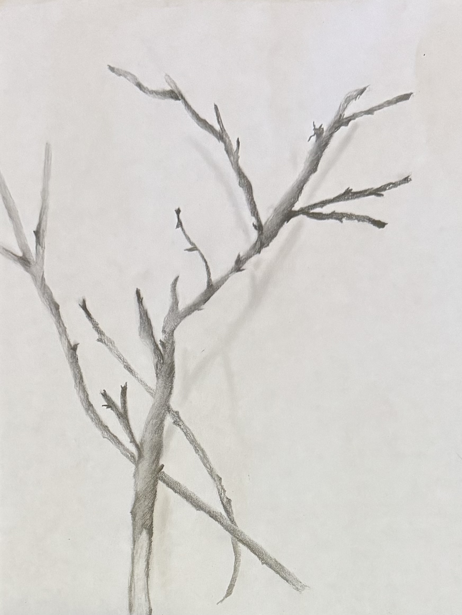 Overlapping Branches | Wake Tech